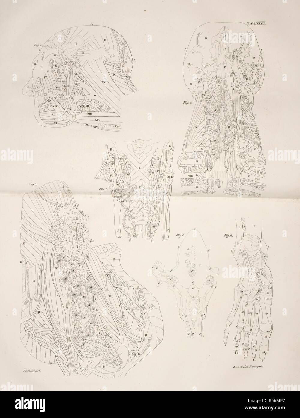 Anatomische Zeichnung. Muskulatur, Kopf, Fuß und Wirbelsäule. Planches ...