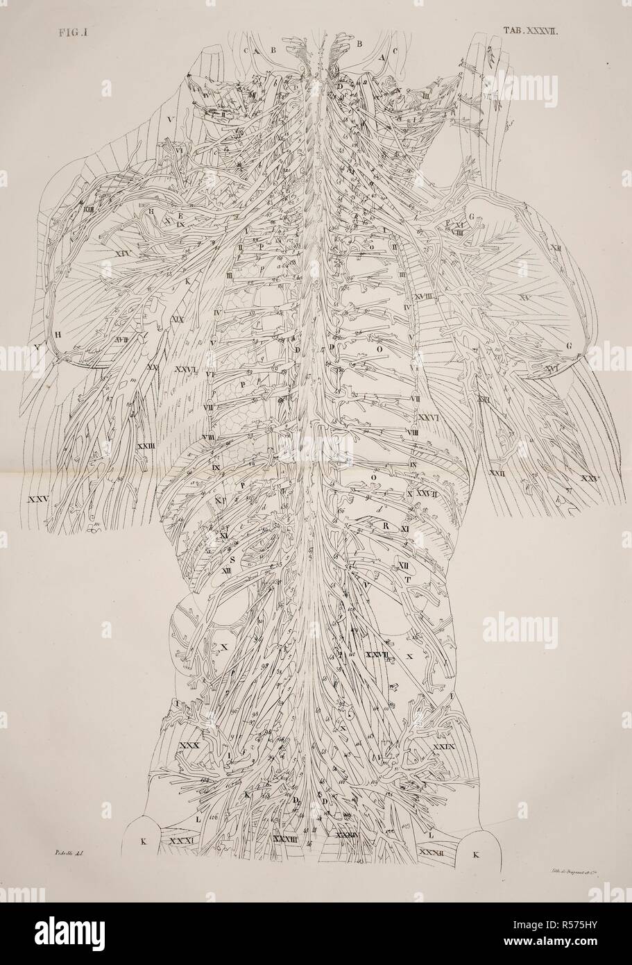 Anatomische Zeichnung. Hals. Thorax. Schultern. Wirbelsäule. Rippen ...