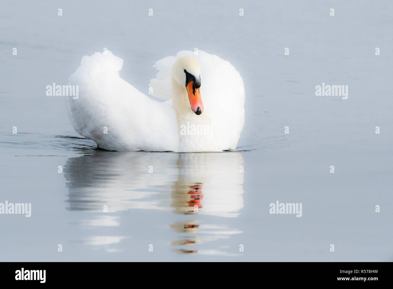Aggressive behavior -Fotos und -Bildmaterial in hoher Auflösung – Alamy