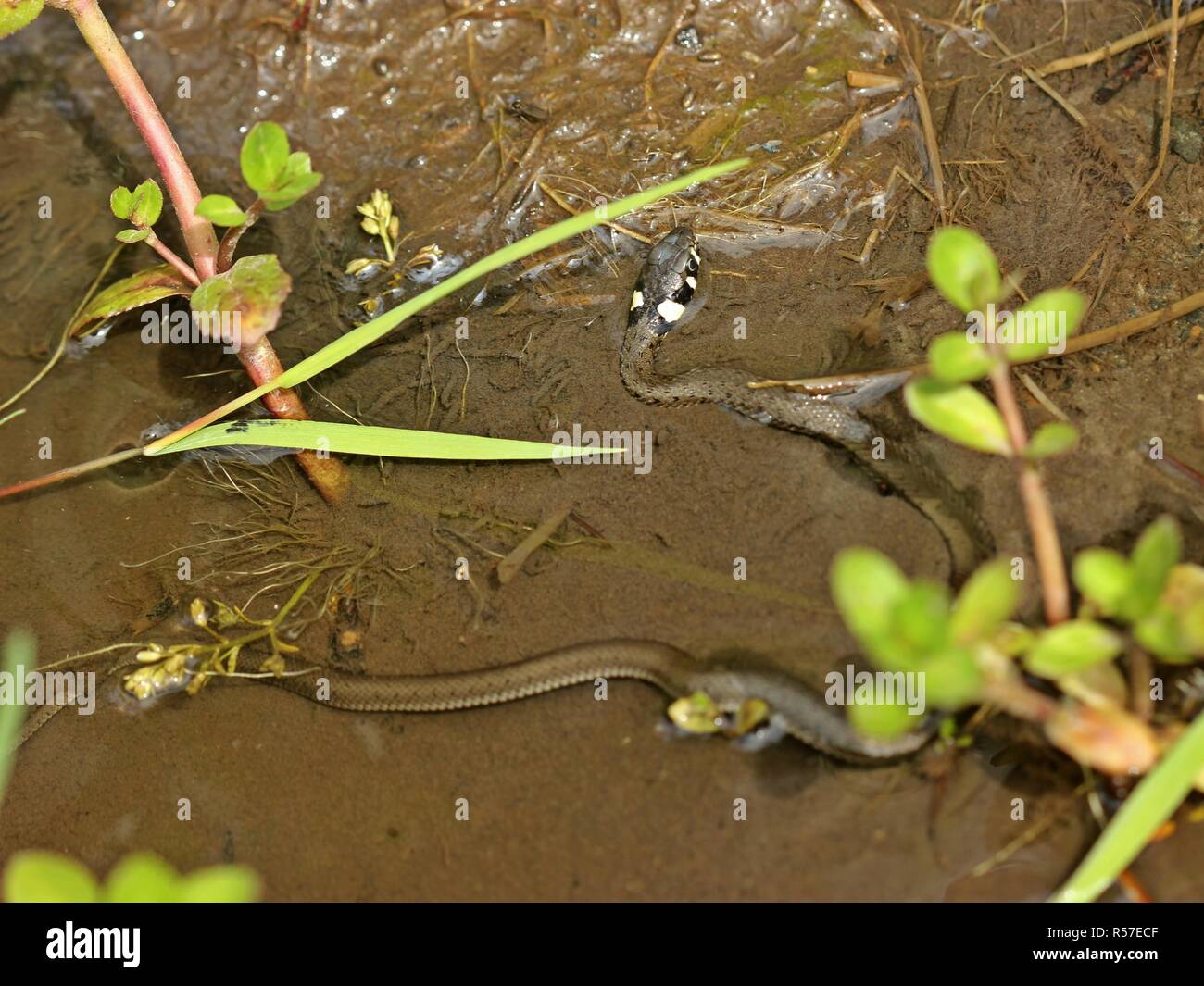 Junge ringelnatter -Fotos und -Bildmaterial in hoher Auflösung – Alamy