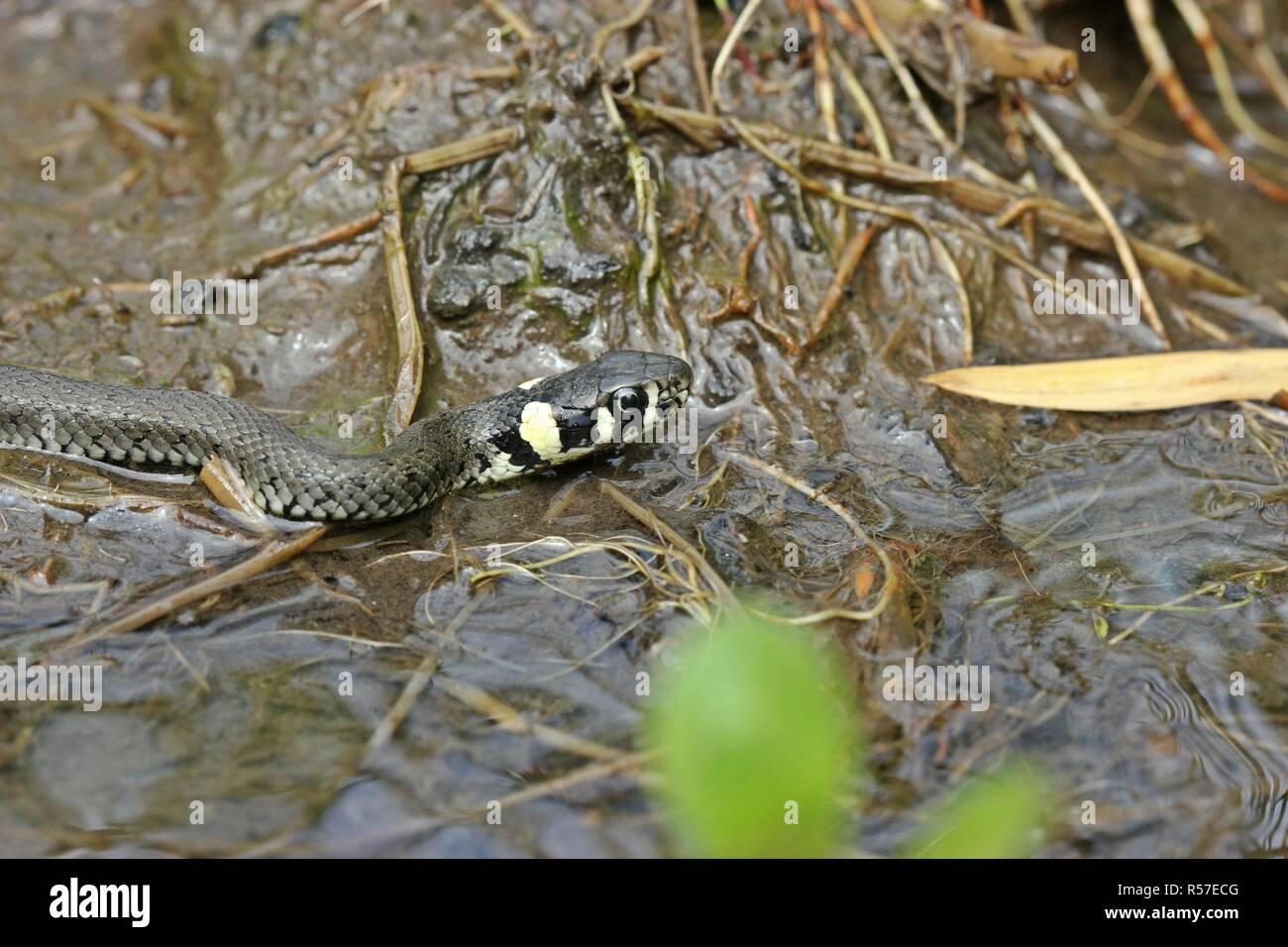 Junge ringelnatter -Fotos und -Bildmaterial in hoher Auflösung – Alamy