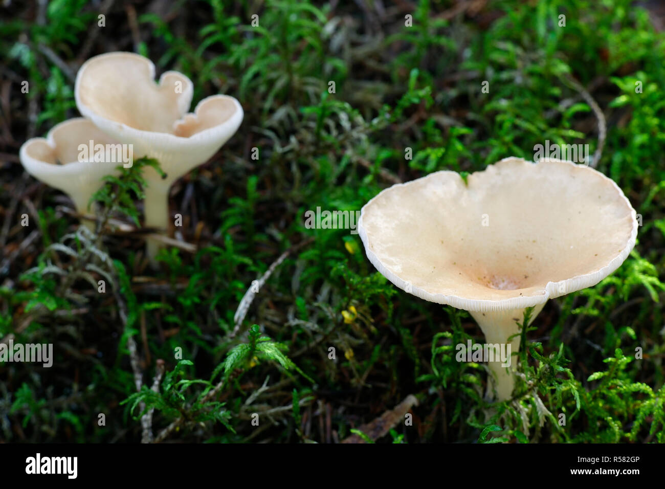 Gemeinsamen Trichter Pilz Clitocybe Gibba Tricholomataceae Teil 1