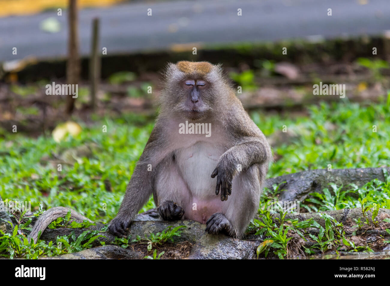 Junger affe spielt -Fotos und -Bildmaterial in hoher Auflösung – Alamy