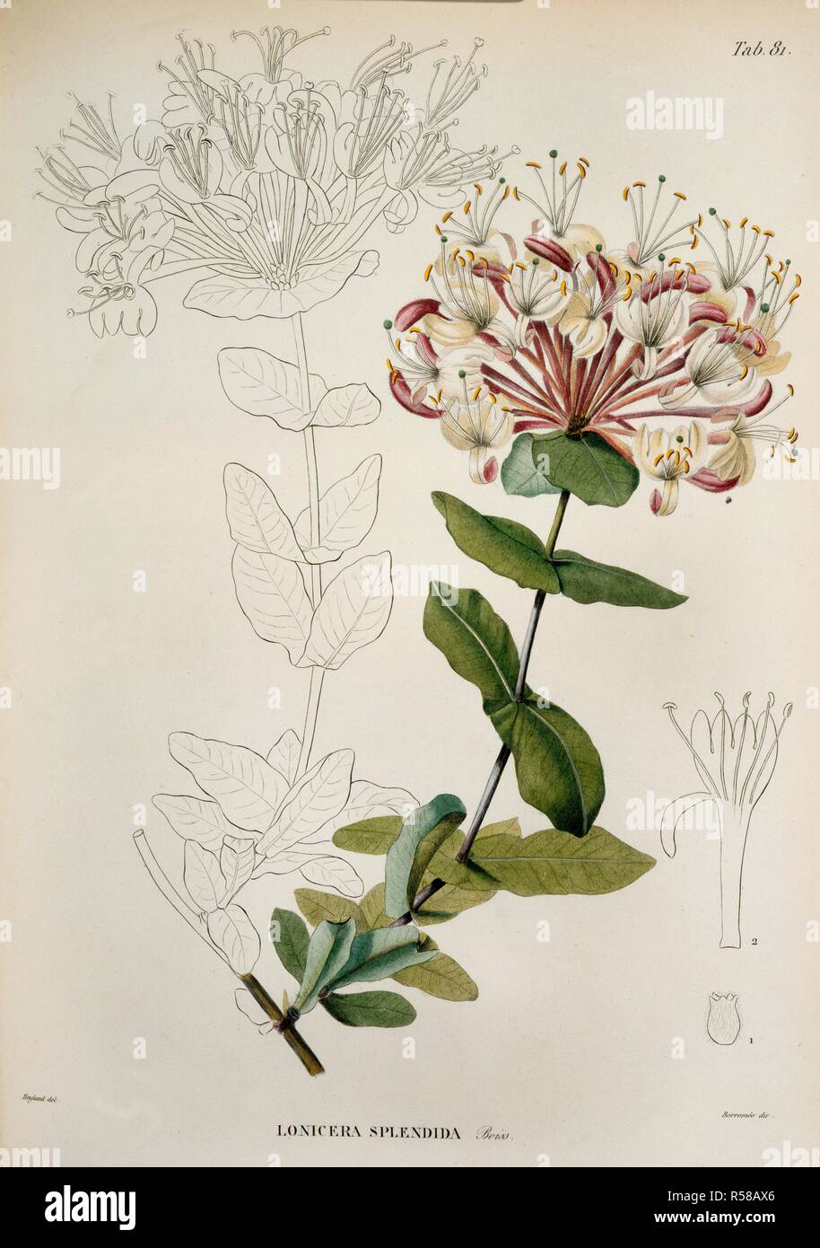 Blumensprache lonicera -Fotos und -Bildmaterial in hoher Auflösung – Alamy