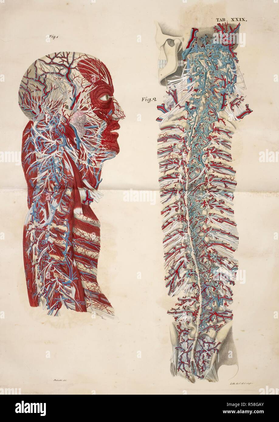 Anatomische Zeichnung. Muskeln, Profil von Kopf, Wirbelsäule und ...
