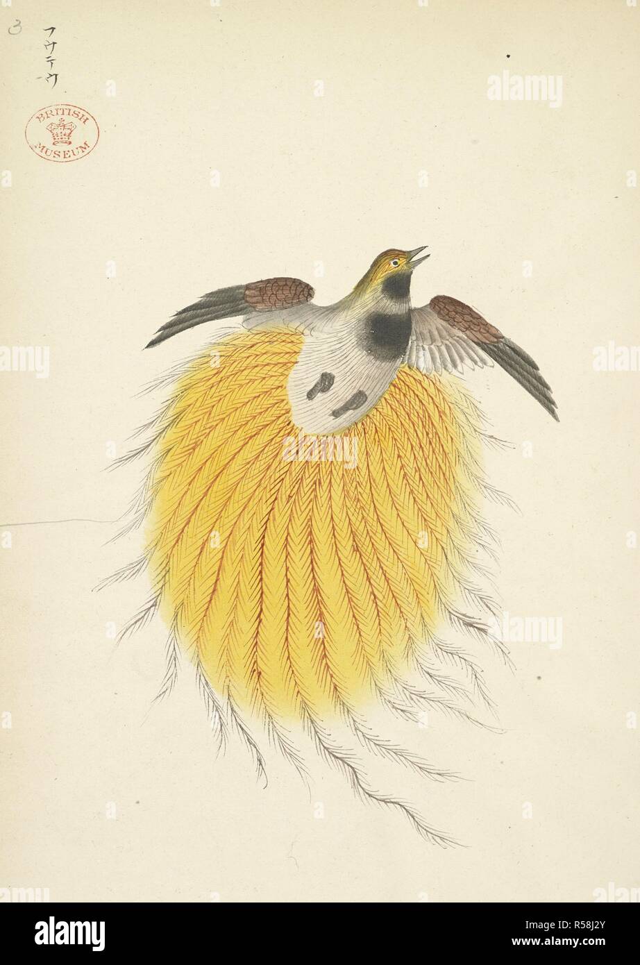 Bird of paradise. Chorui Hiaku Shiu. Japansese farbigen Zeichnungen ...