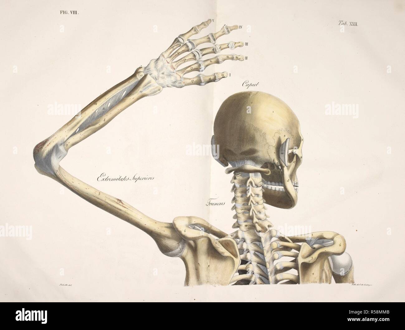 Anatomie Kopf Hals Wissenschaften Stockfotos und -bilder Kaufen - Alamy
