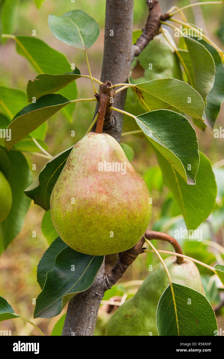 Ackerbau ackerbau anbauen anbauen anbau anbauen anbauen anbauen anbauen ...