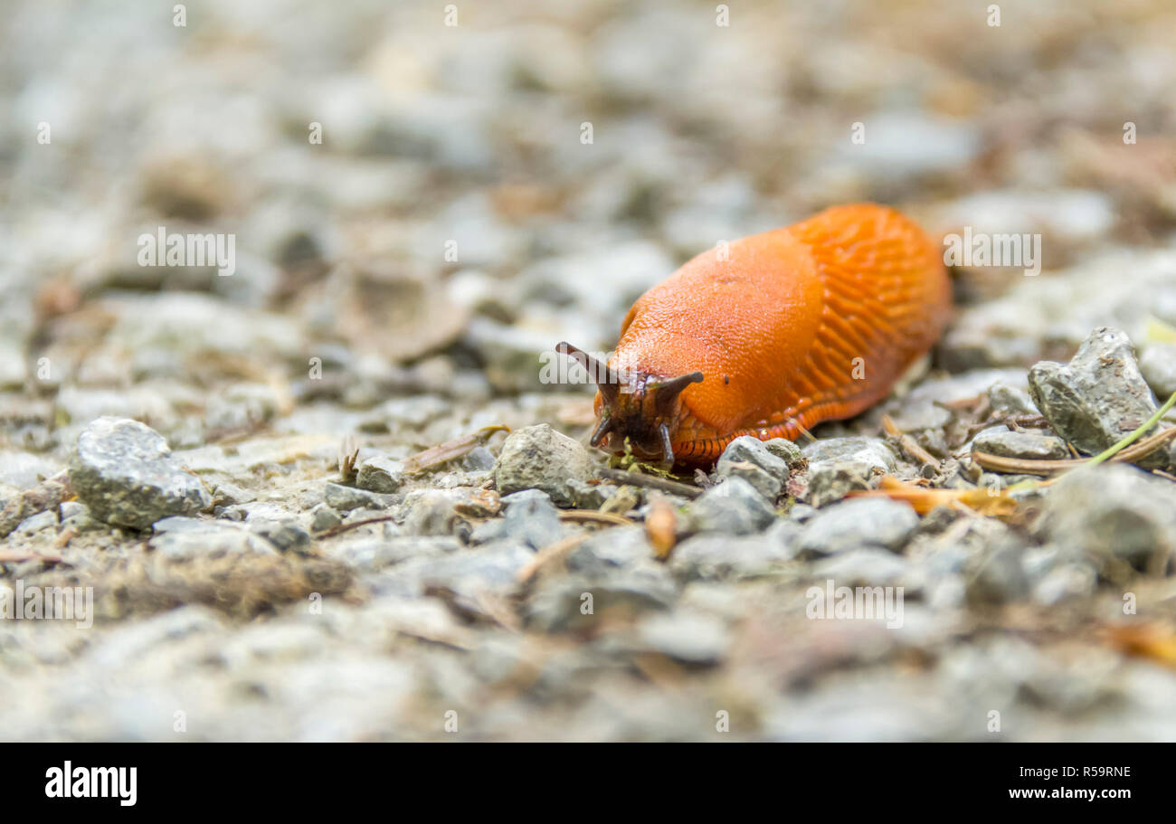 Makro slug schuss -Fotos und -Bildmaterial in hoher Auflösung – Alamy