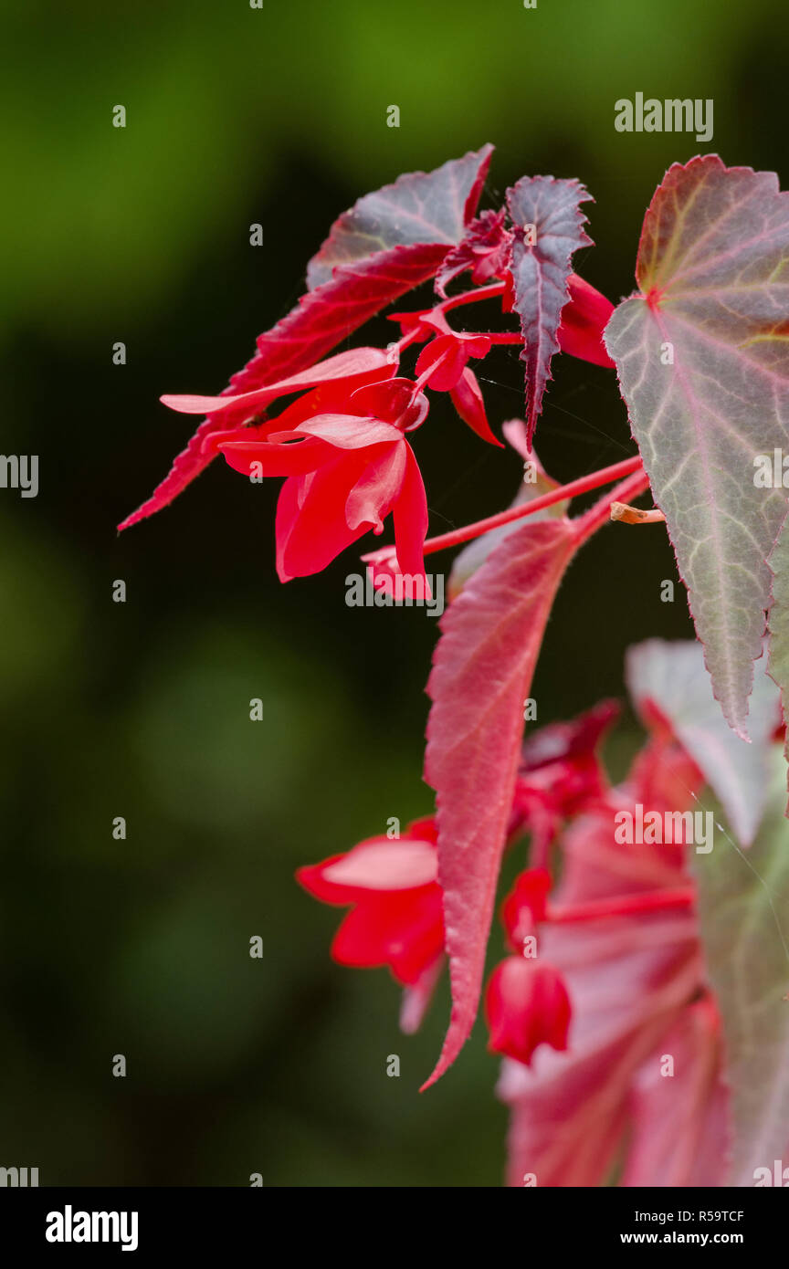 Begonia flowers background background -Fotos und -Bildmaterial in hoher ...