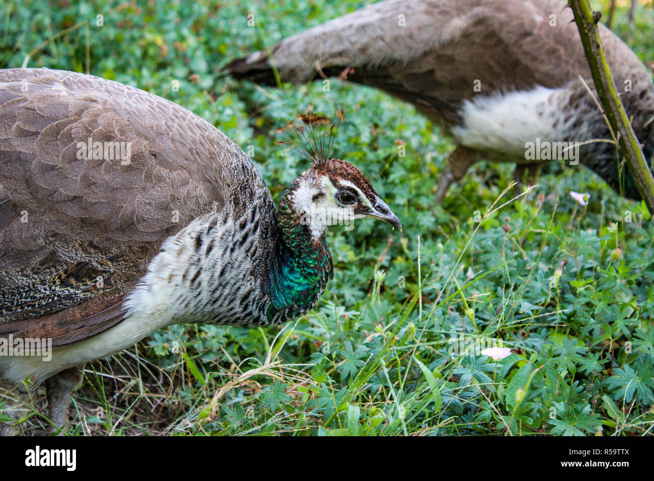 Pfau weiblich -Fotos und -Bildmaterial in hoher Auflösung – Alamy