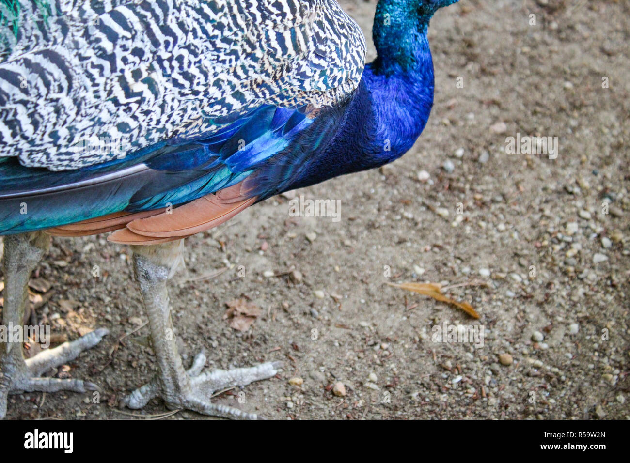 Peacock Feet Stockfotos und -bilder Kaufen - Alamy