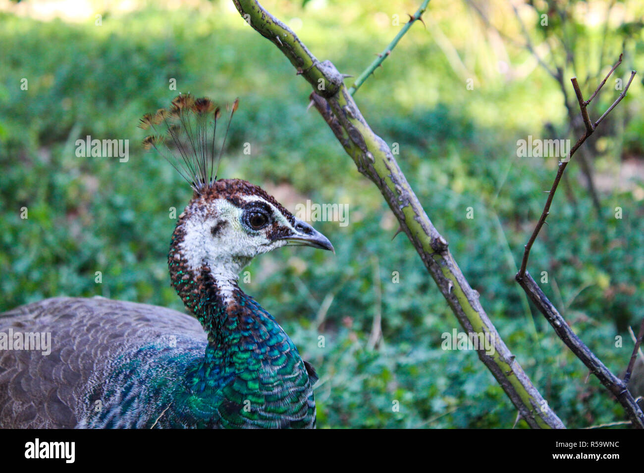 Pfau weiblich -Fotos und -Bildmaterial in hoher Auflösung – Alamy