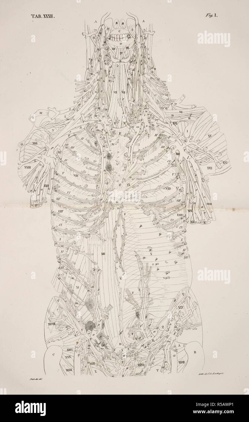 Anatomische Zeichnung. Muskulatur. Sehnen. Nerven. Unterkiefer. Torso ...
