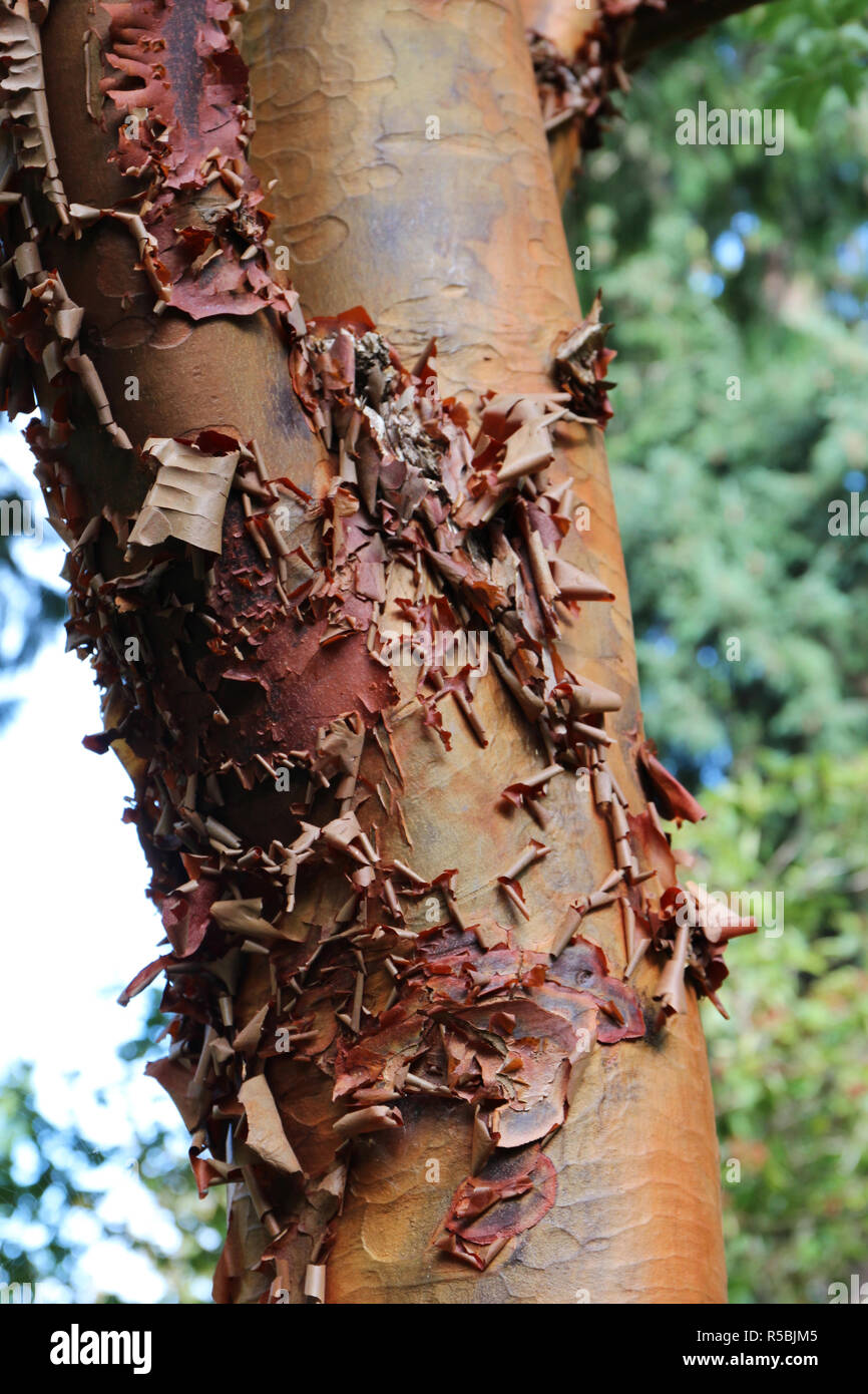 Acer griseum sommer -Fotos und -Bildmaterial in hoher Auflösung – Alamy