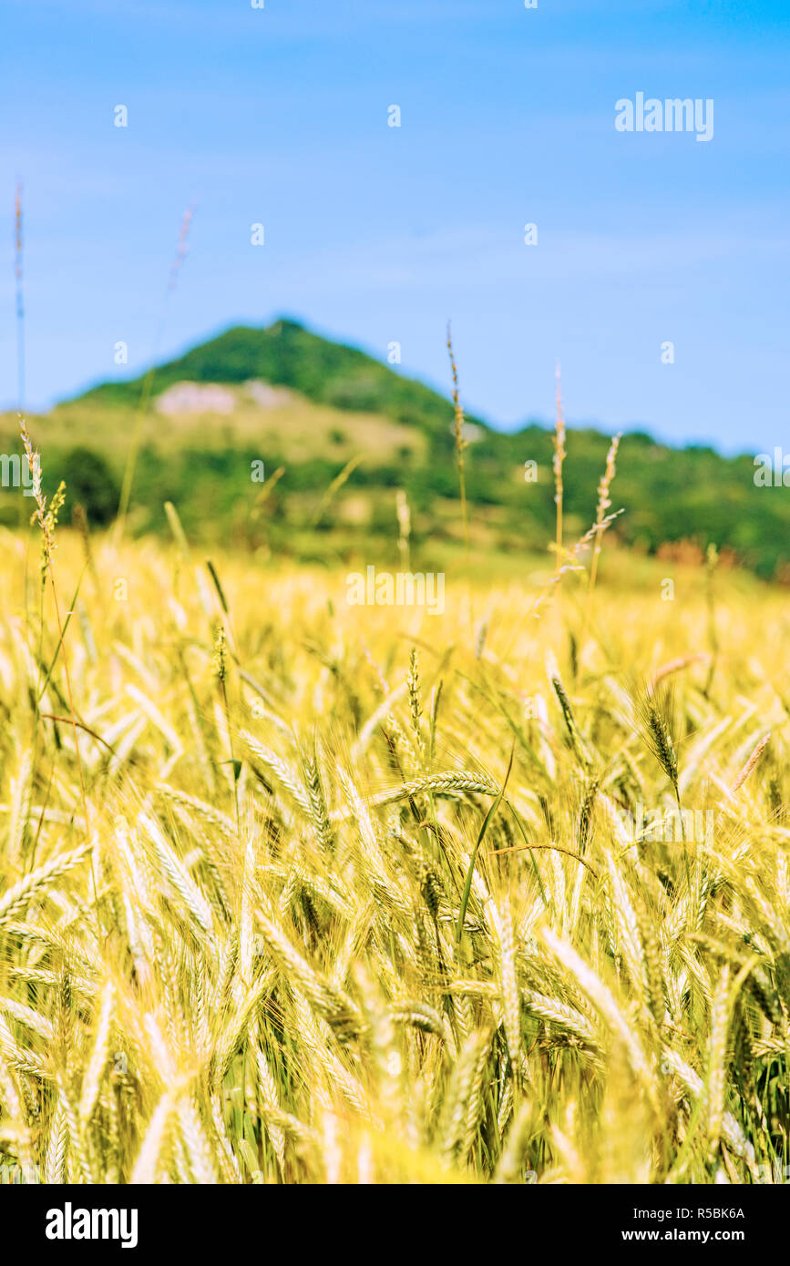 Gerste, Feld mit Berg Hohenstaufen Stockfotografie - Alamy