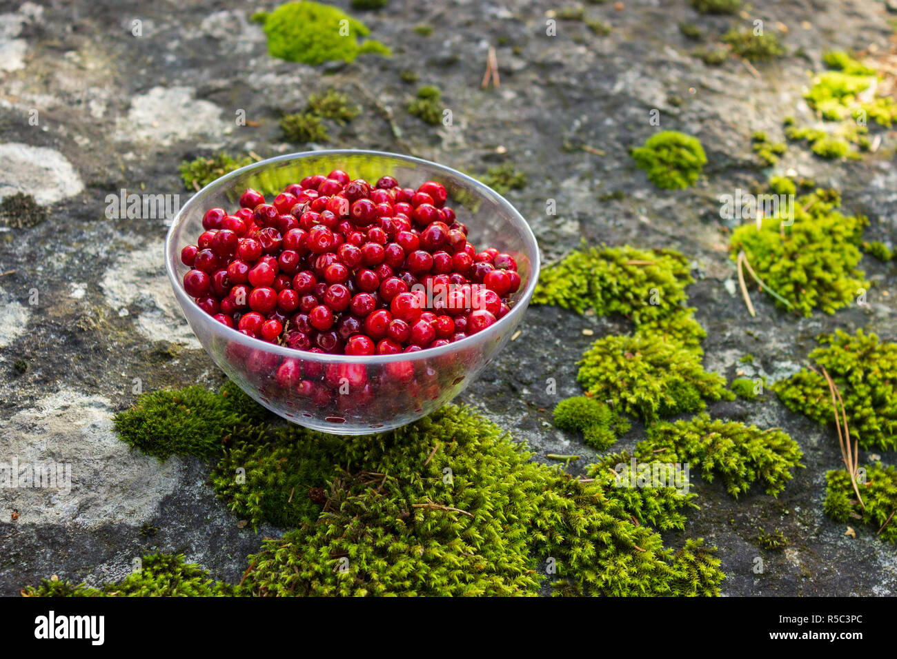 Frutti di bosco maturi fruttiferi a bacca -Fotos und -Bildmaterial in ...