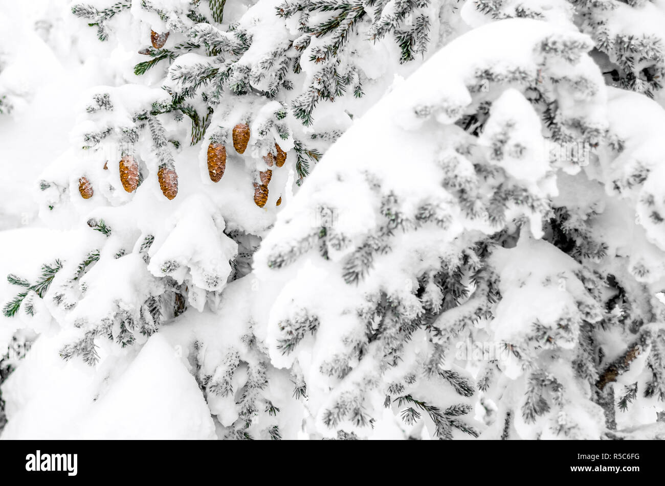 Kegel auf einem mit Pinien im Winter Wald von Sibirien Stockfotografie ...