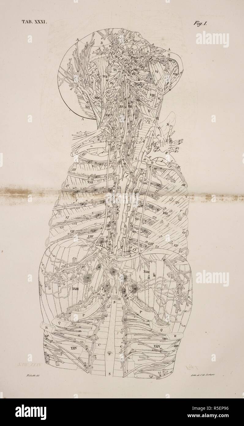 Anatomische Zeichnung. Kopf. Schultern. Thorax. Wirbelsäule. Muskulatur ...