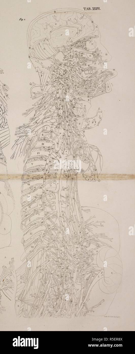 Anatomische Zeichnung. Von der Seite. Wirbelsäule Thorax und Kopf ...