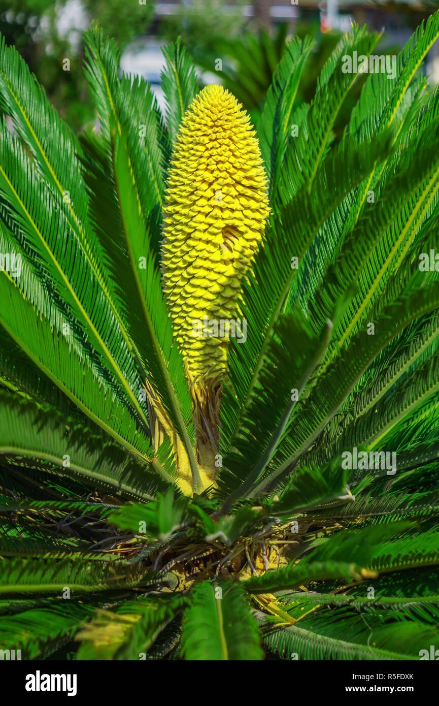 Female sago palm cycas revoluta -Fotos und -Bildmaterial in hoher ...