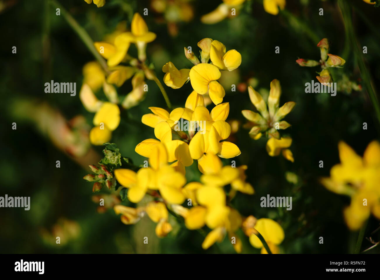 Bockshornklee pflanze blumen -Fotos und -Bildmaterial in hoher ...