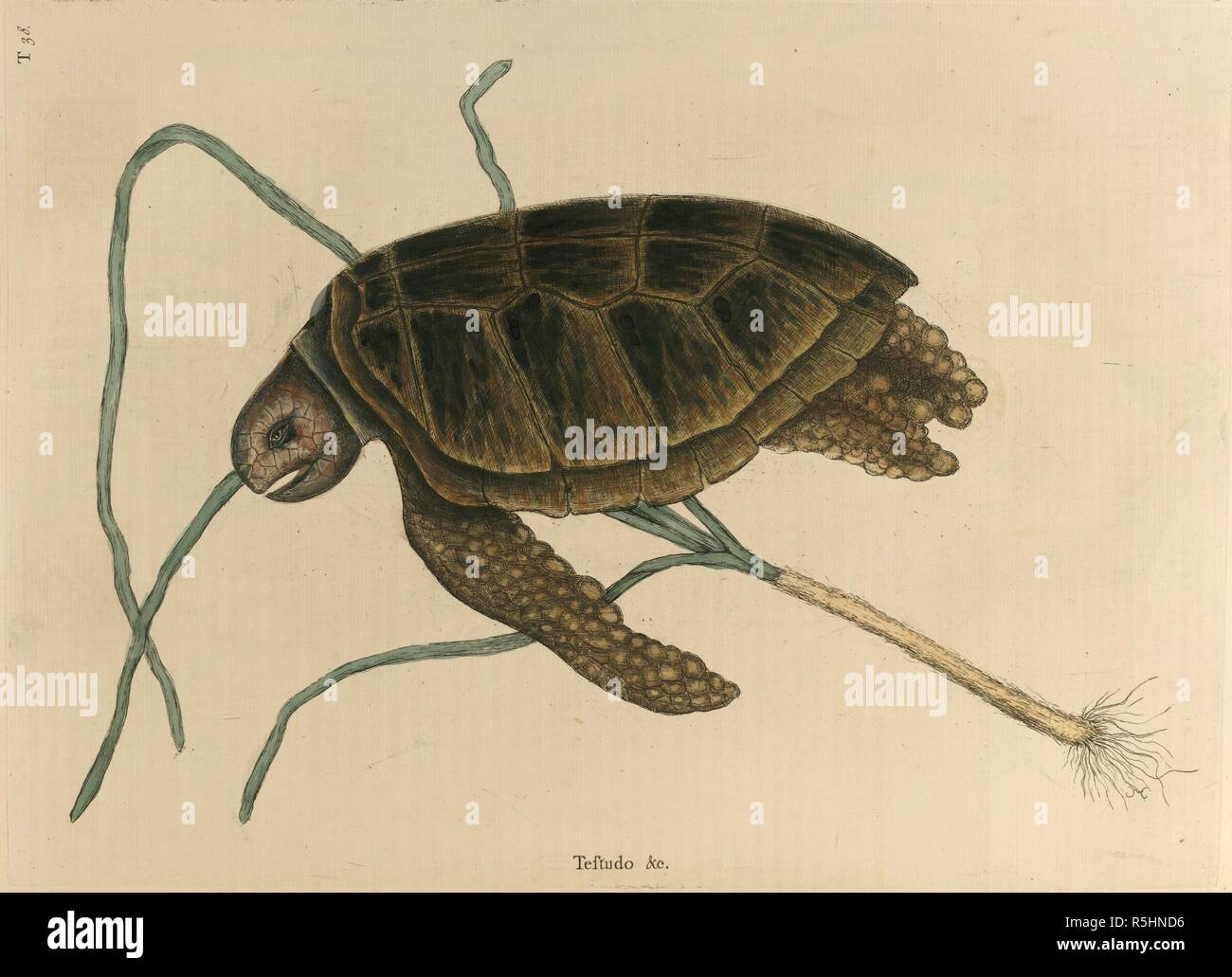Mark of the tortoise -Fotos und -Bildmaterial in hoher Auflösung – Alamy