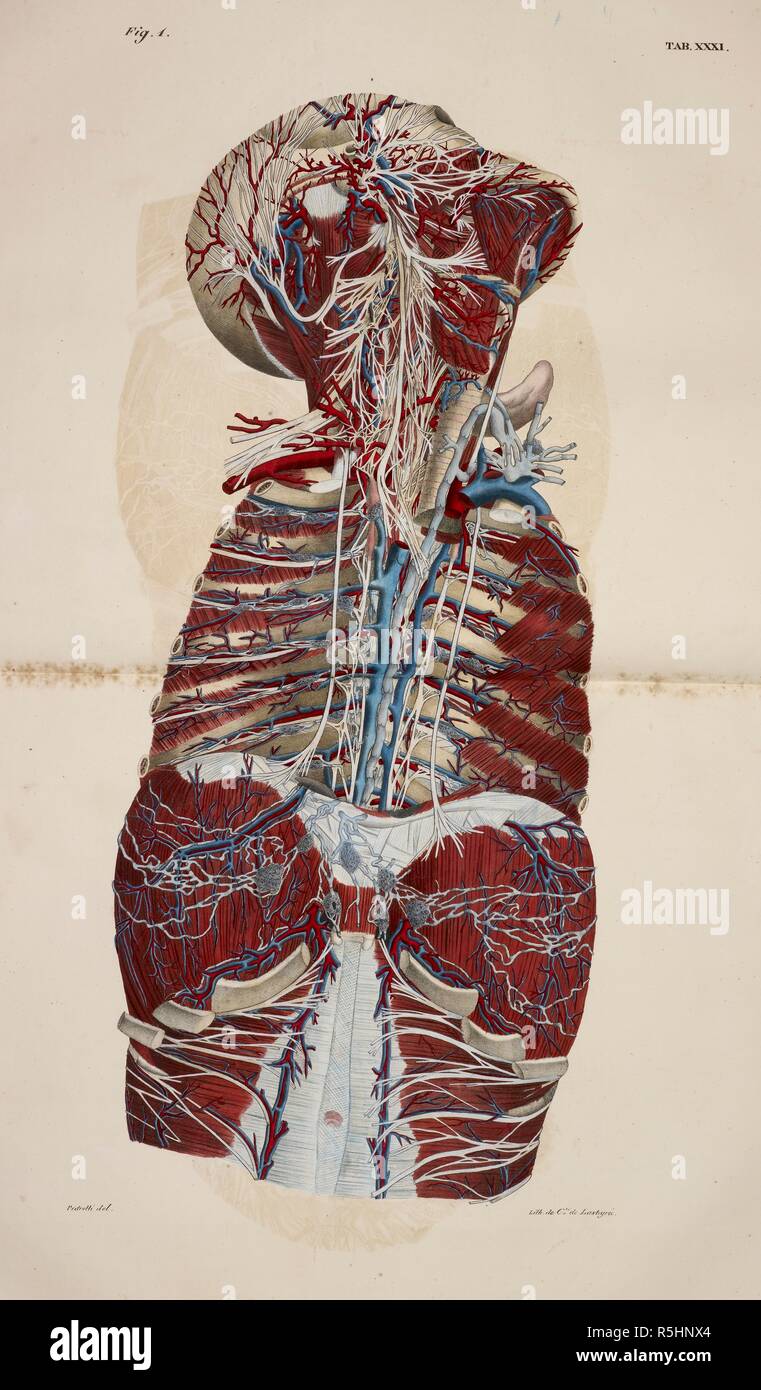 Anatomische Zeichnung. Kopf. Schultern. Thorax. Wirbelsäule. Muskulatur ...