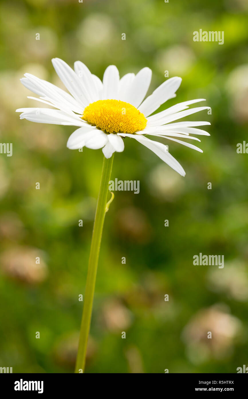 Oxeye daisy blume nahaufnahme -Fotos und -Bildmaterial in hoher ...