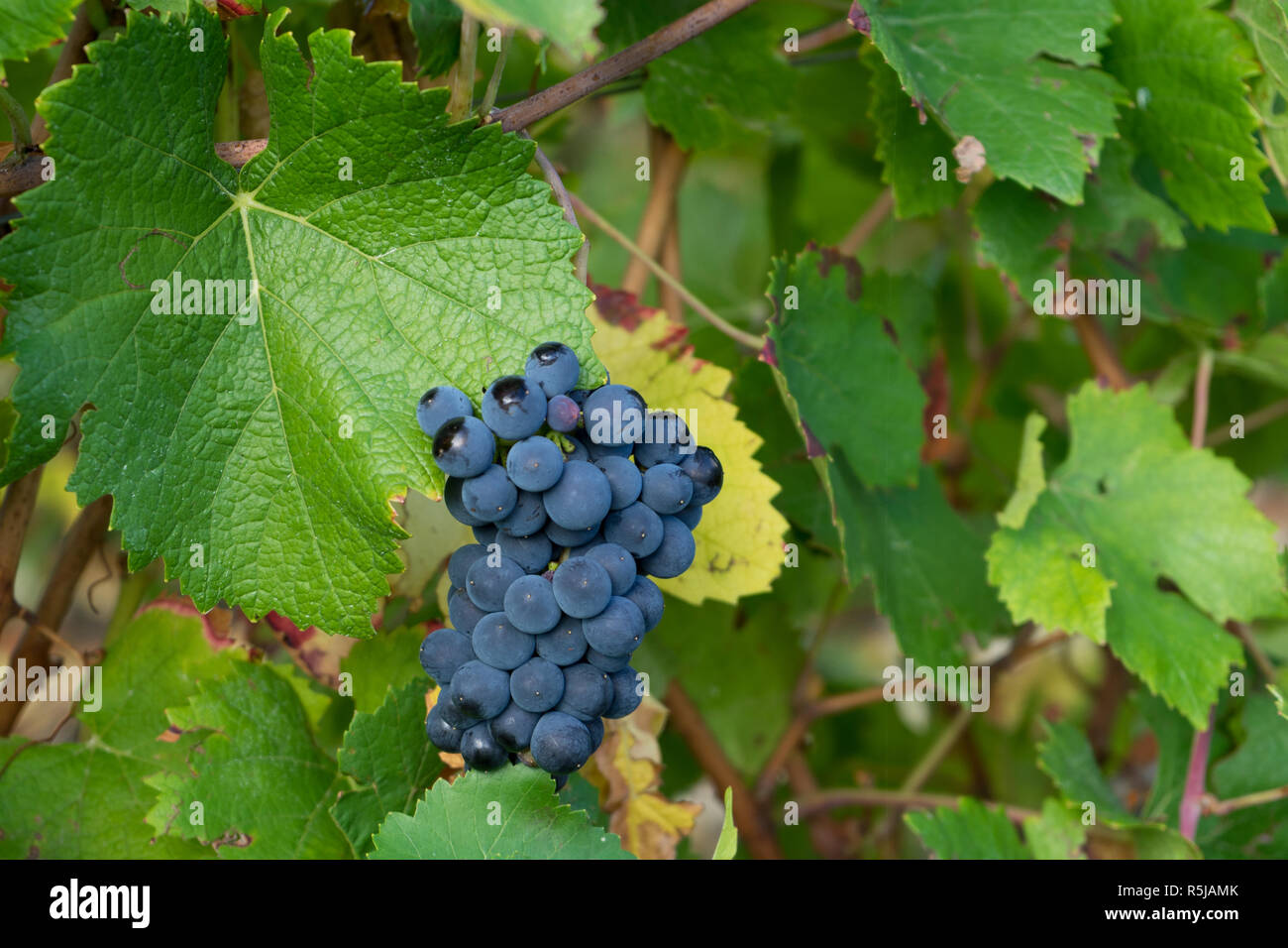 Pinot noir und chardonnay -Fotos und -Bildmaterial in hoher Auflösung ...