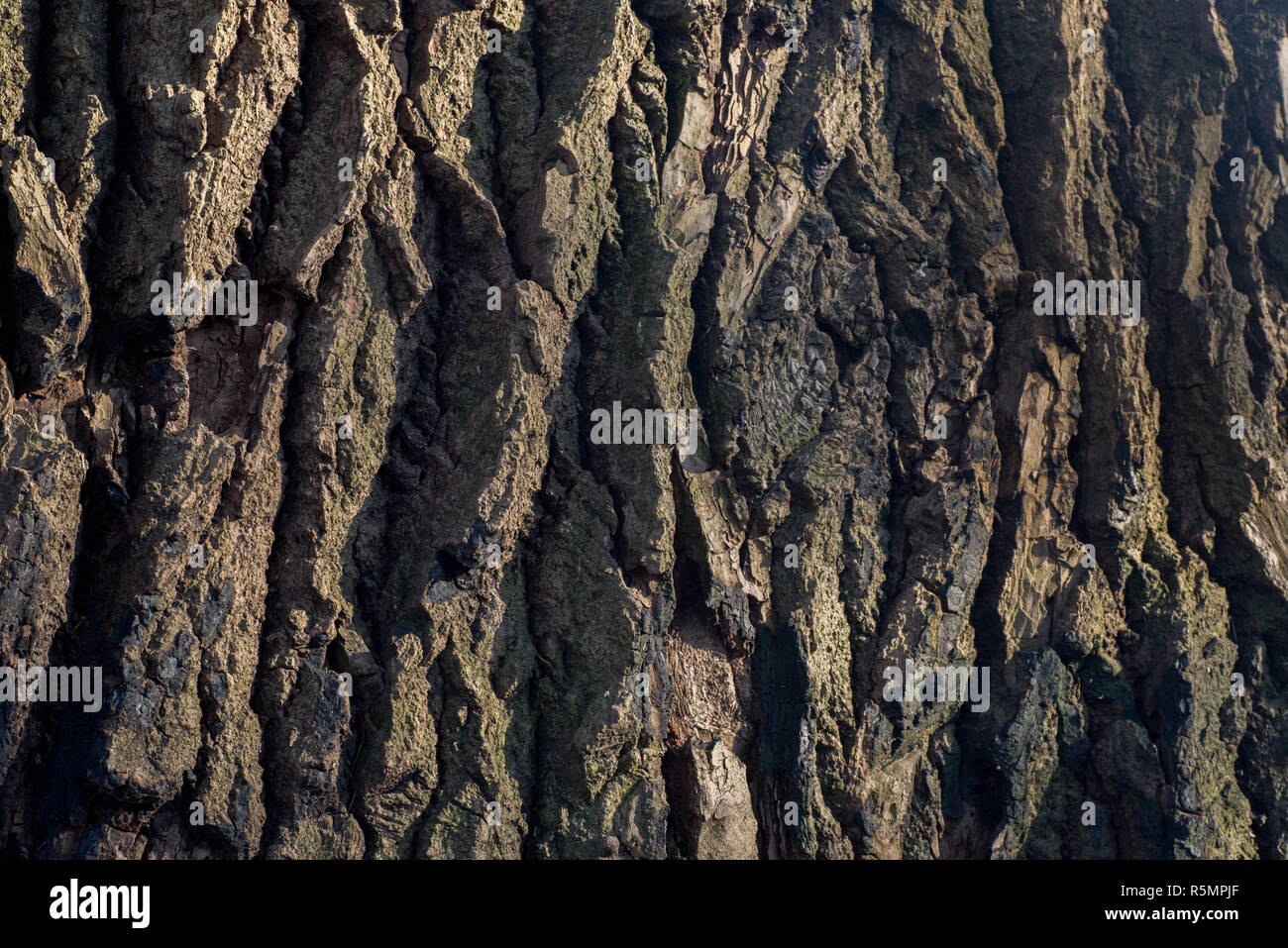 Pappel rinde detail -Fotos und -Bildmaterial in hoher Auflösung – Alamy