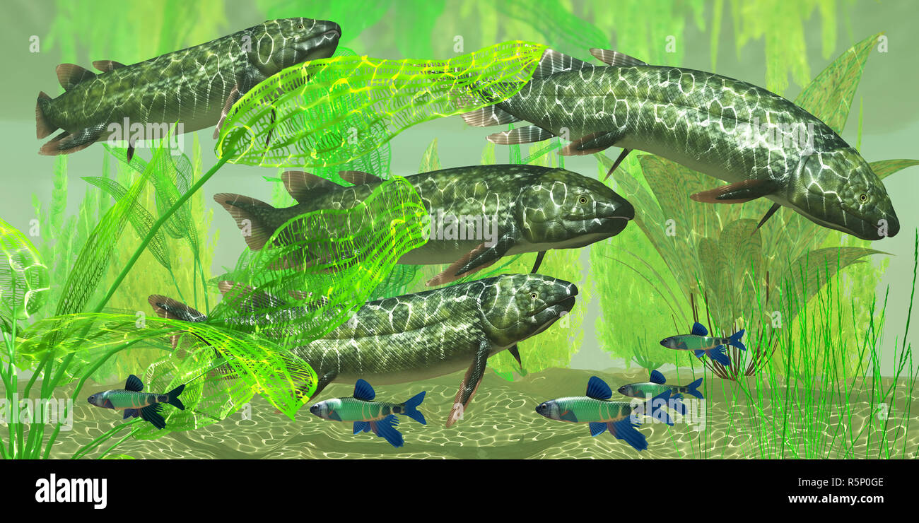 Dipterus fisch -Fotos und -Bildmaterial in hoher Auflösung – Alamy