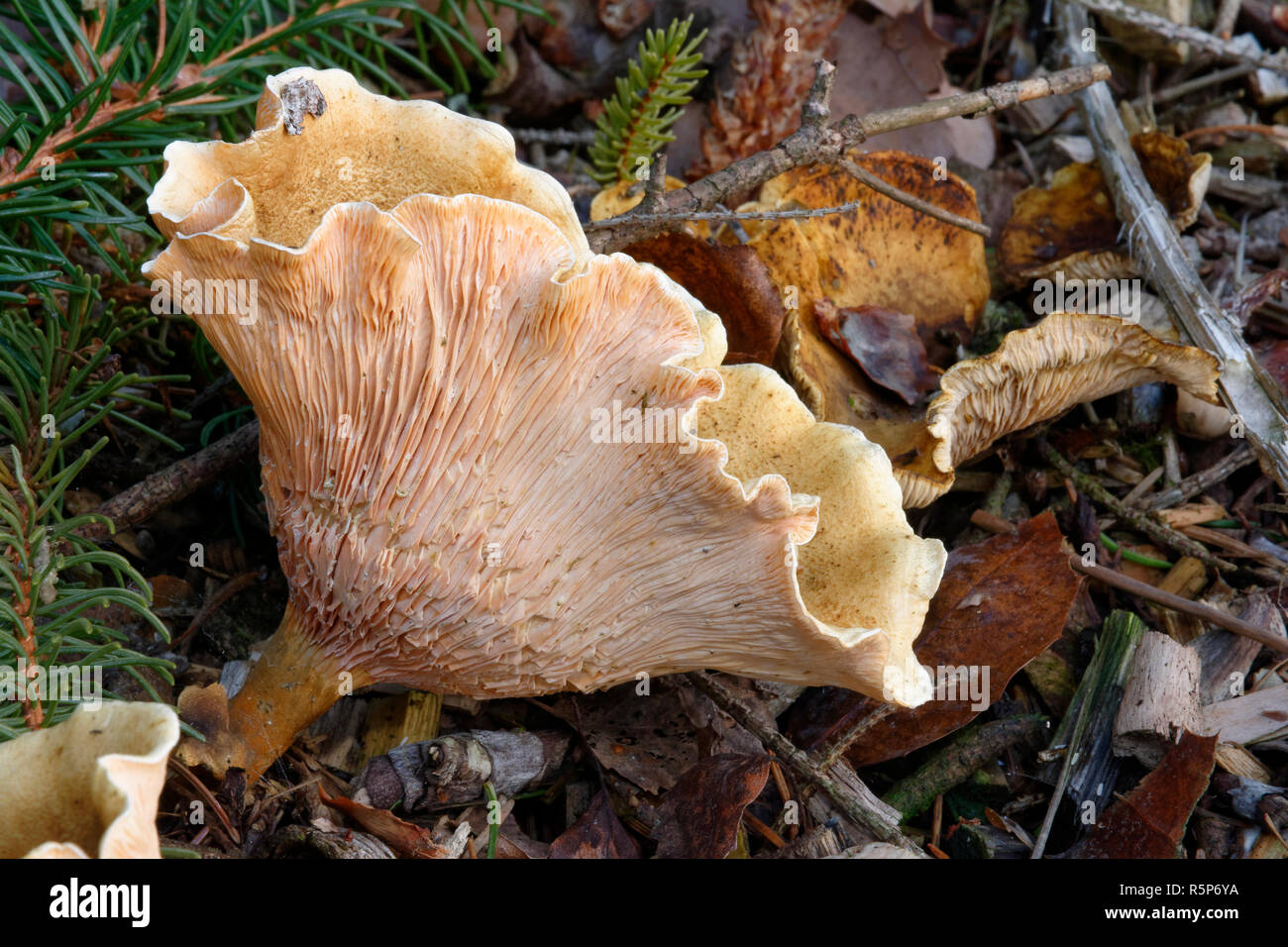 Falscher pfifferling hygrophoropsis aurantiaca -Fotos und -Bildmaterial ...