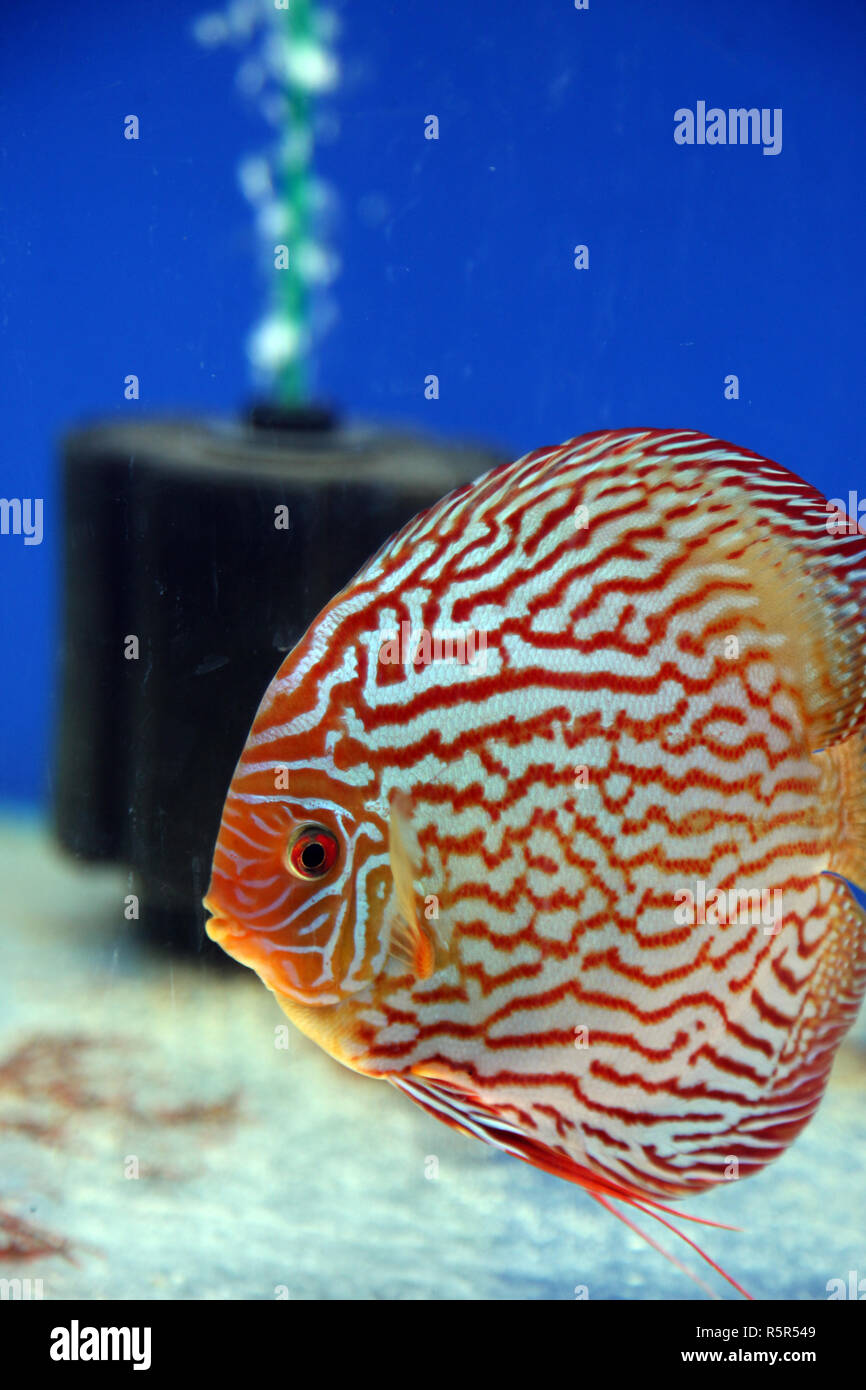 Diskus fisch -Fotos und -Bildmaterial in hoher Auflösung – Alamy