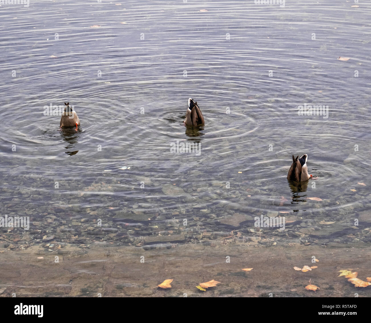 Enten tauchen für Essen in das klare Wasser des Tegeler See, Berlin ...