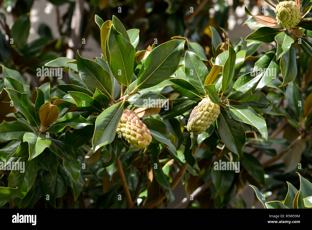 Magnolia grandiflora fruit -Fotos und -Bildmaterial in hoher Auflösung ...