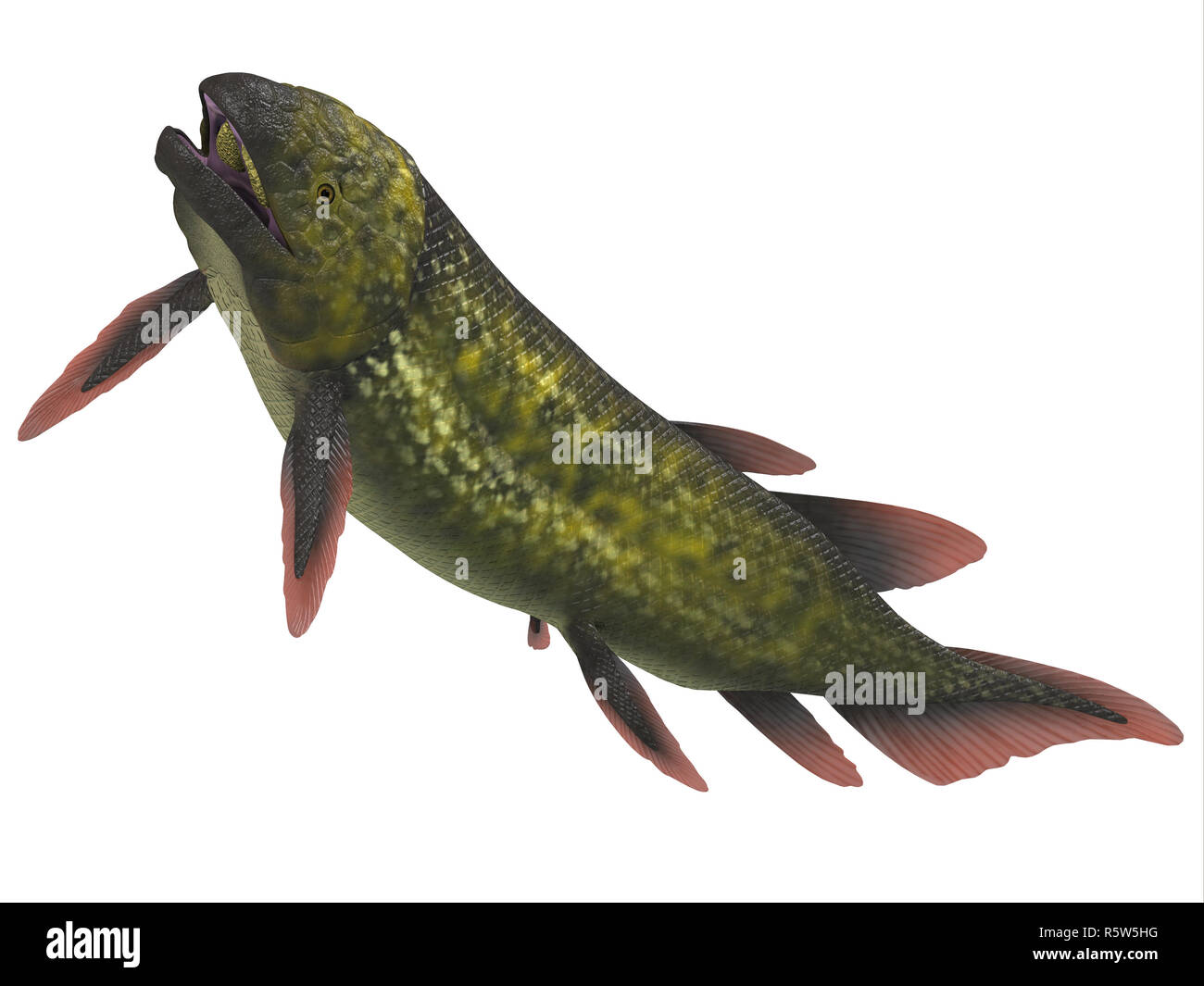 Devon fischarten -Fotos und -Bildmaterial in hoher Auflösung – Alamy