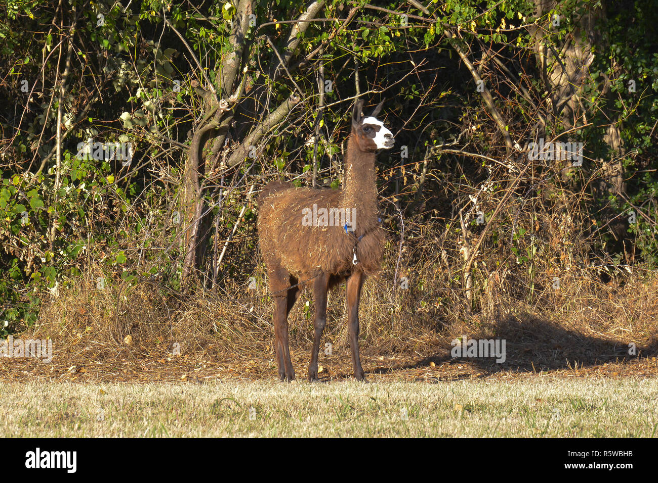 Lama spucken -Fotos und -Bildmaterial in hoher Auflösung – Alamy