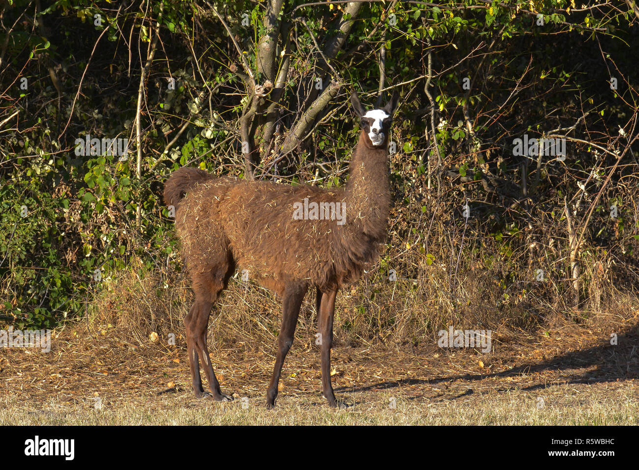Lama spucken -Fotos und -Bildmaterial in hoher Auflösung – Alamy