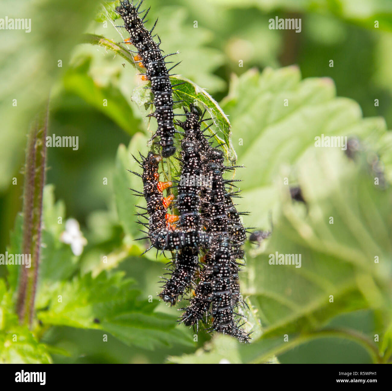 Pfau schmetterling raupe -Fotos und -Bildmaterial in hoher Auflösung ...