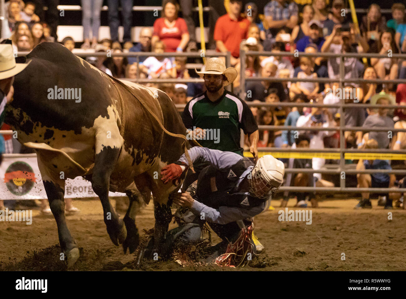 Cowboy bullriding -Fotos und -Bildmaterial in hoher Auflösung – Alamy