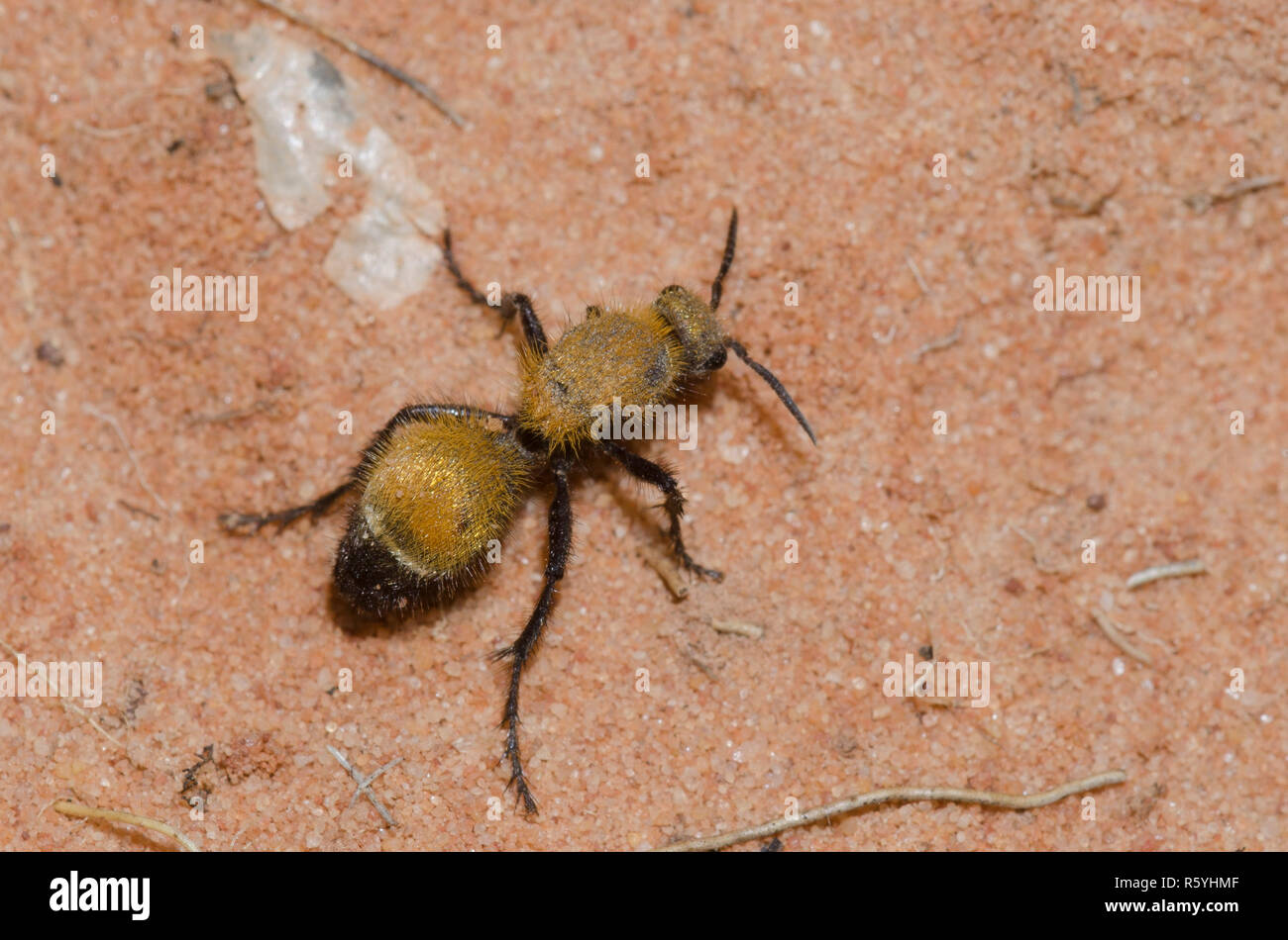 Dasymutilla bioculata -Fotos und -Bildmaterial in hoher Auflösung – Alamy