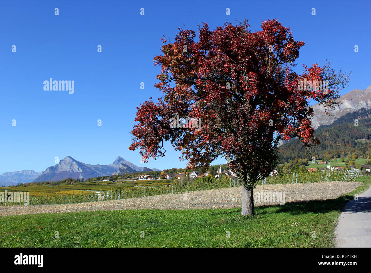 Rheintal schweiz -Fotos und -Bildmaterial in hoher Auflösung – Alamy