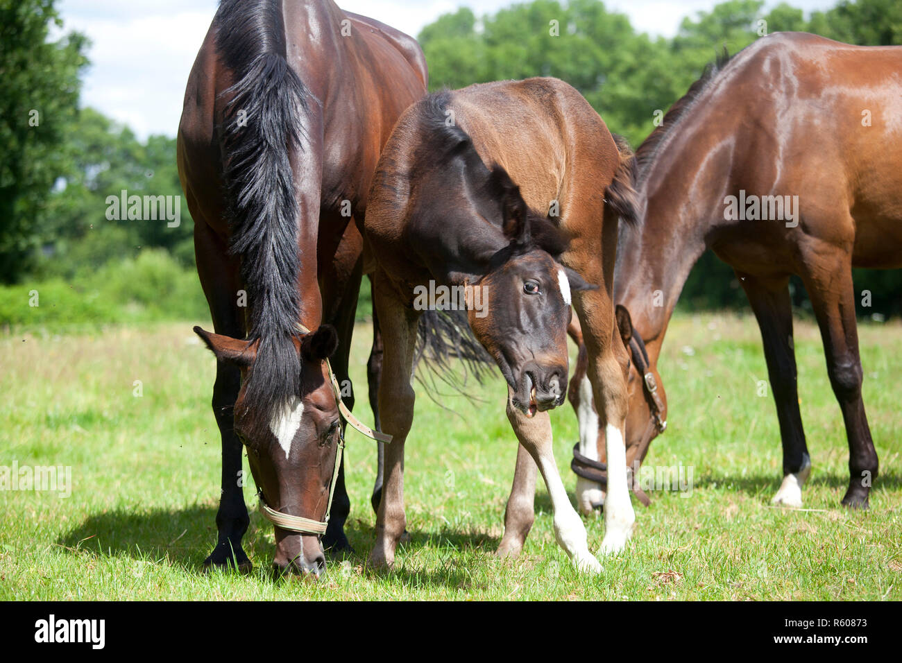 Pferde bremse -Fotos und -Bildmaterial in hoher Auflösung – Alamy