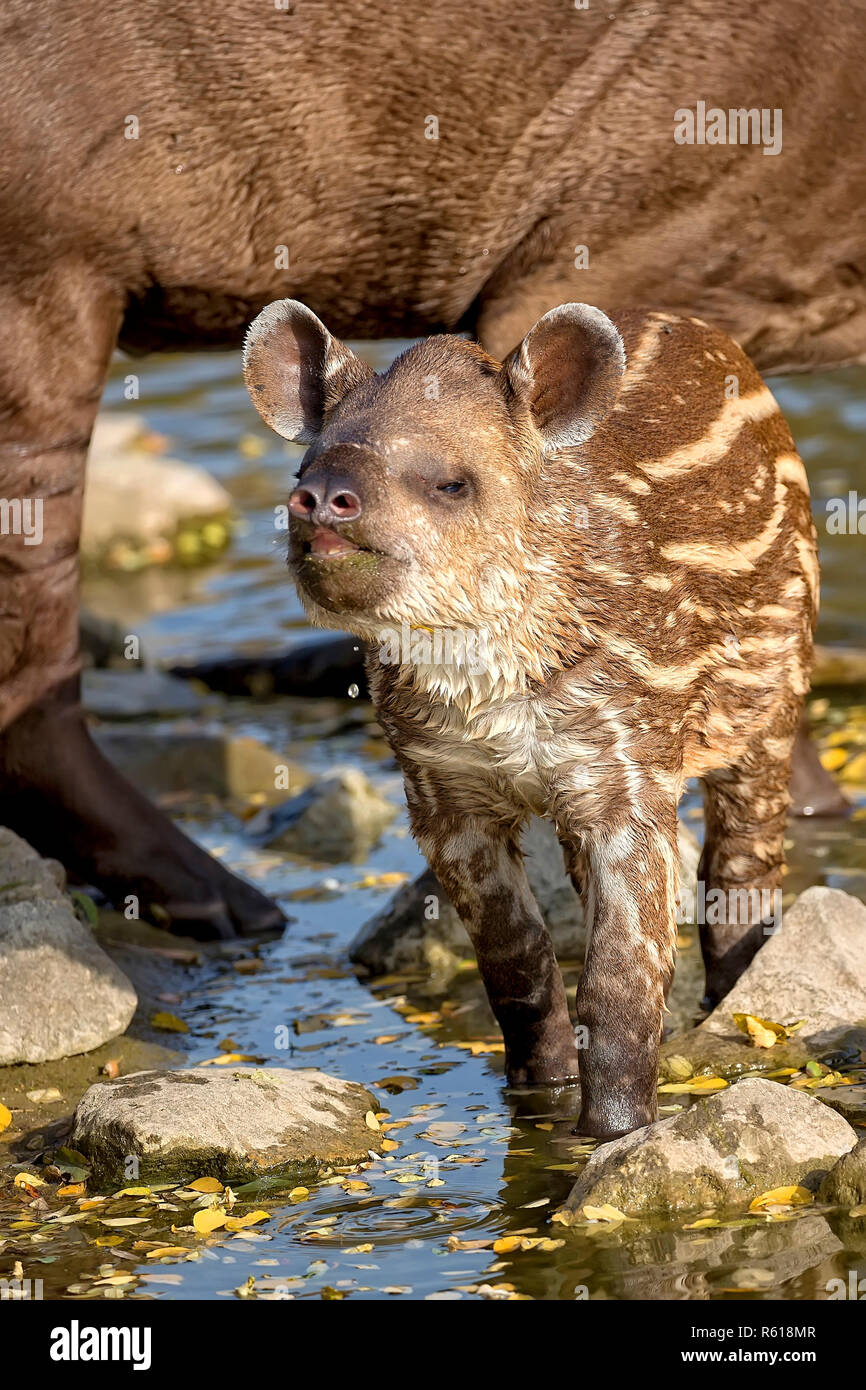 Tapir baby -Fotos und -Bildmaterial in hoher Auflösung - Seite 2 - Alamy