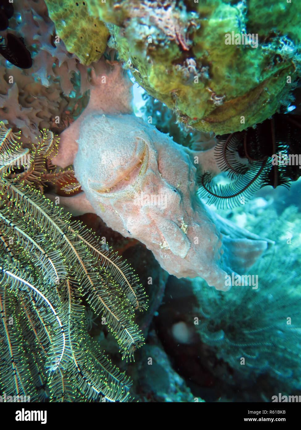 Zwei riesige anglerfische Stockfotos und -bilder Kaufen - Alamy