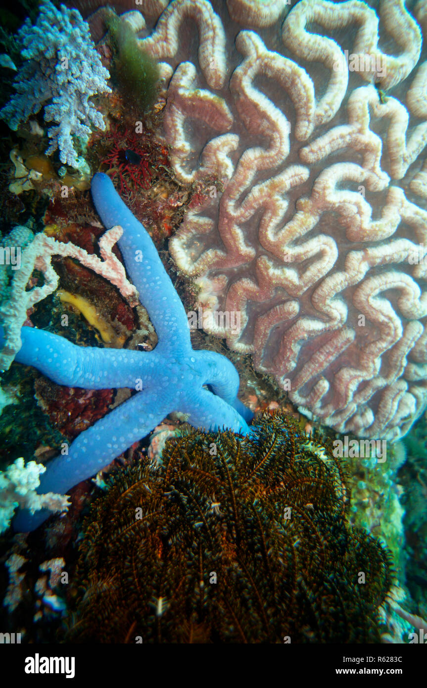 Blaue Seesterne (Linckia laevigata) und Haar Stern (comanthus sp.) Vor ...
