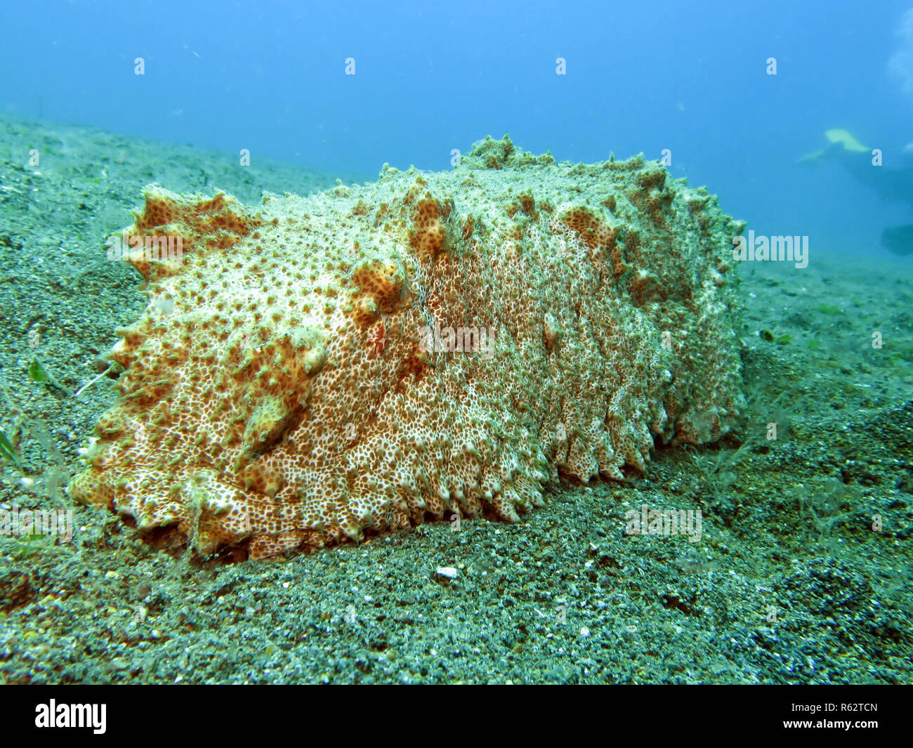Thelenota anax -Fotos und -Bildmaterial in hoher Auflösung – Alamy