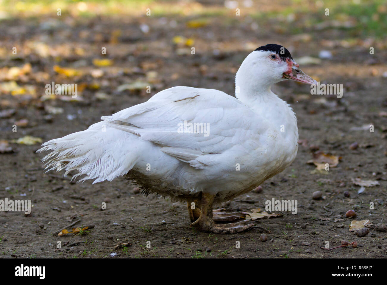 Duck husbandry -Fotos und -Bildmaterial in hoher Auflösung – Alamy