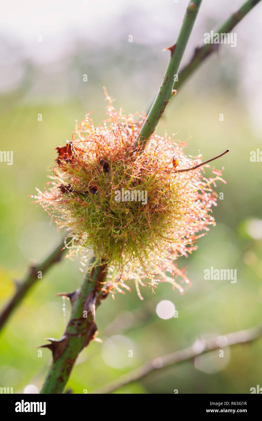 Gemeine rosengallwespe -Fotos und -Bildmaterial in hoher Auflösung – Alamy